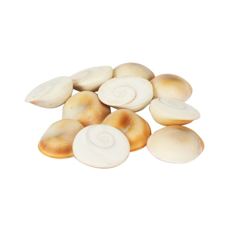 Buy Gomti Chakra for Vastu Puja at Best Price in India