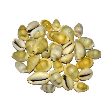 Buy Natural Pili Kaudi, Laxmi Kodi, Yellow Kaudi Online for Diwali Puja