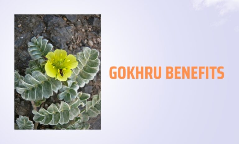 Power of Gokhru (Gokshura): Dosage, Gokhru Benefits, Side Effects, Dosage