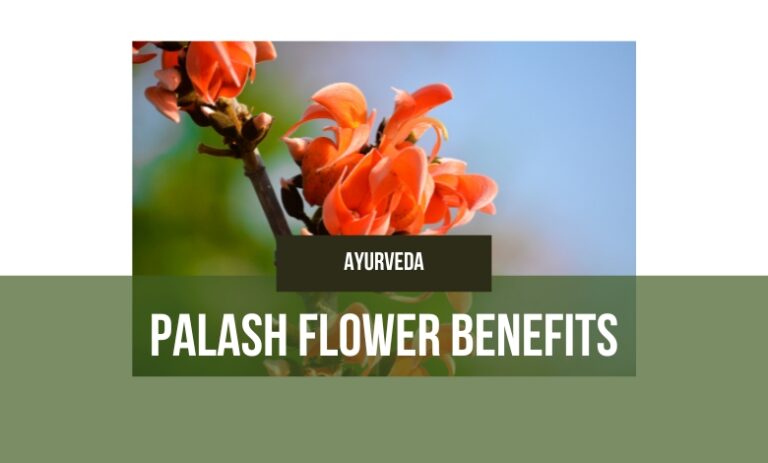 Palash Flower Benefits Unleashed: All You Need to Know